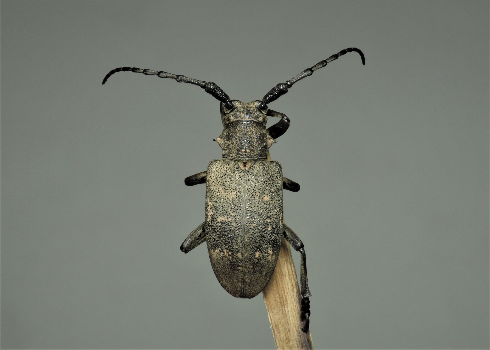 Lamia textor (Linnaeus, 1758)