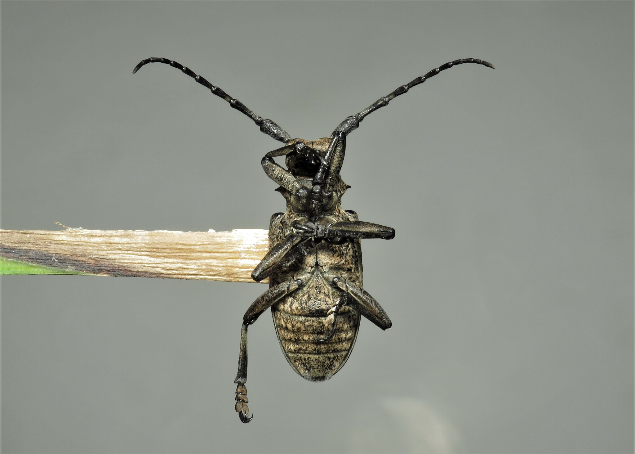 Lamia textor (Linnaeus, 1758)