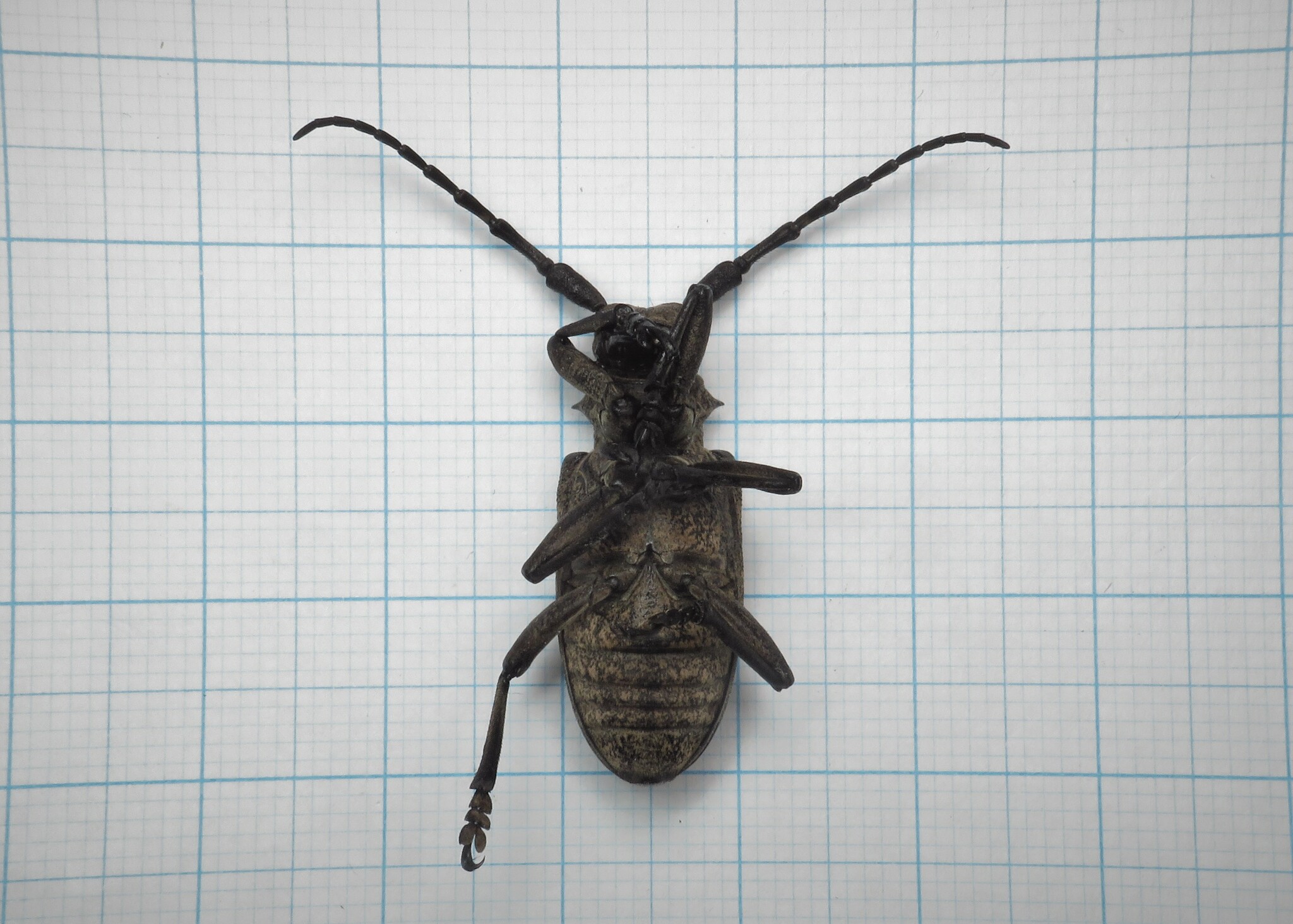 Lamia textor (Linnaeus, 1758)