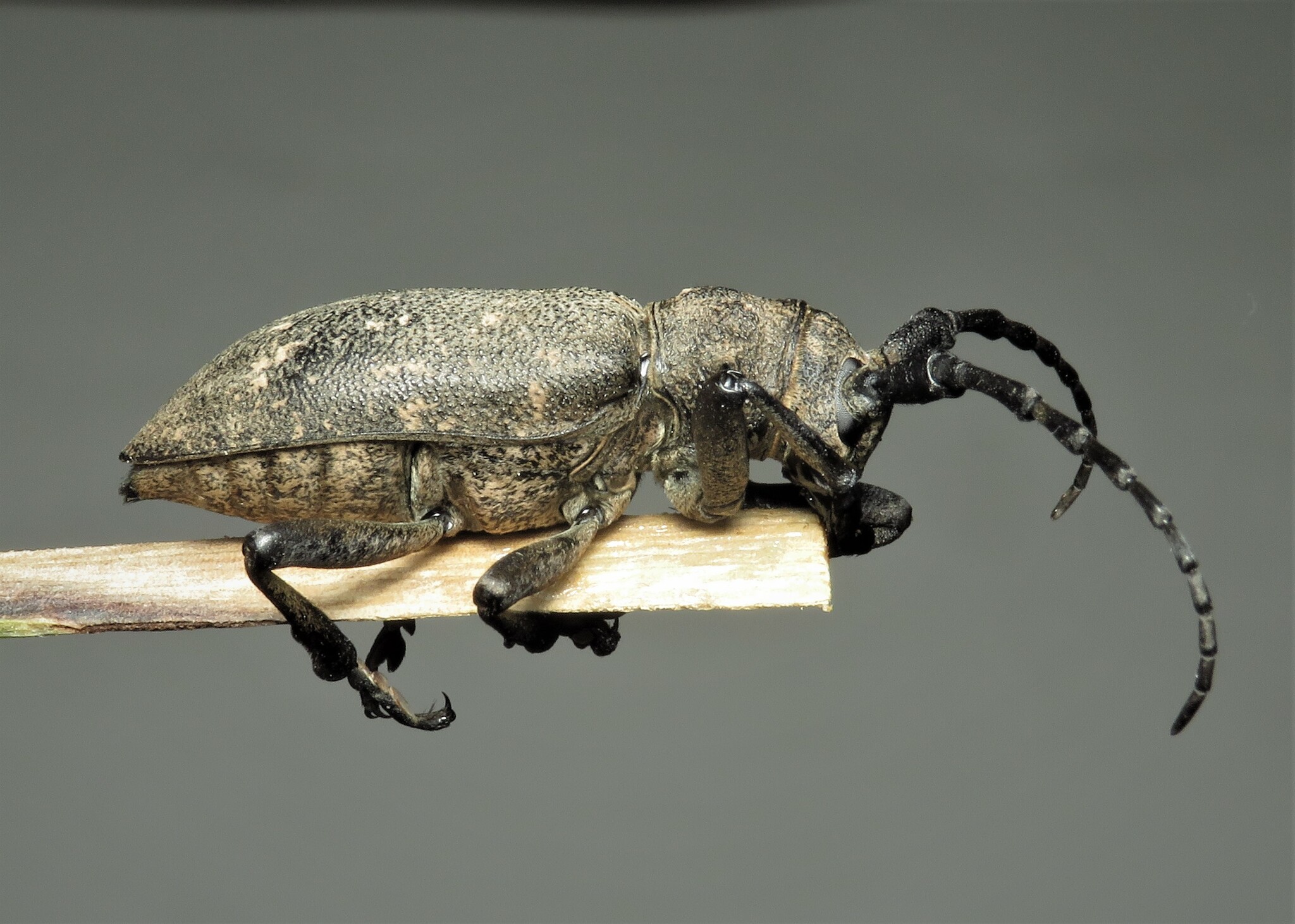 Lamia textor (Linnaeus, 1758)