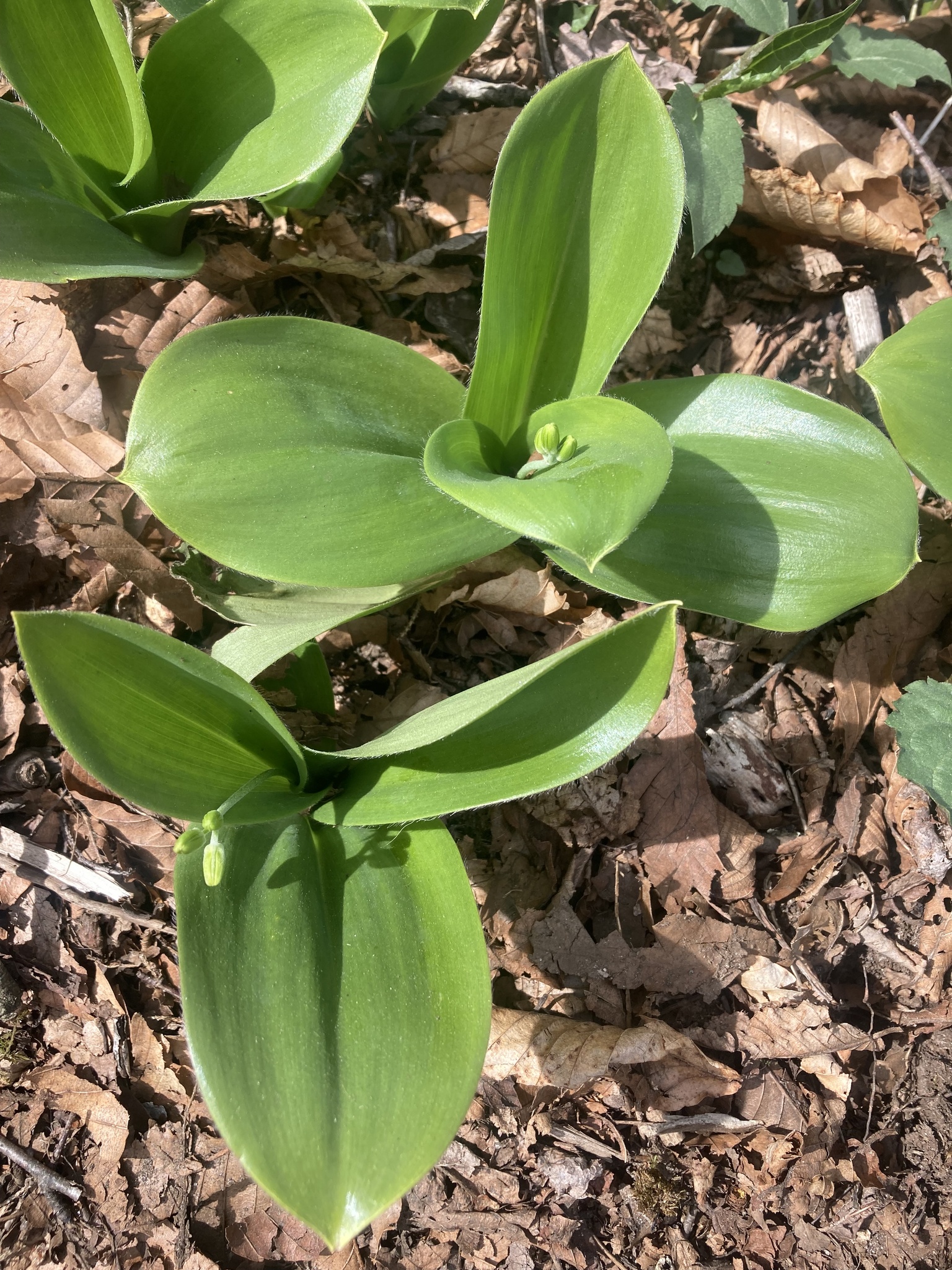 Clintonia borealis (Aiton) Raf.