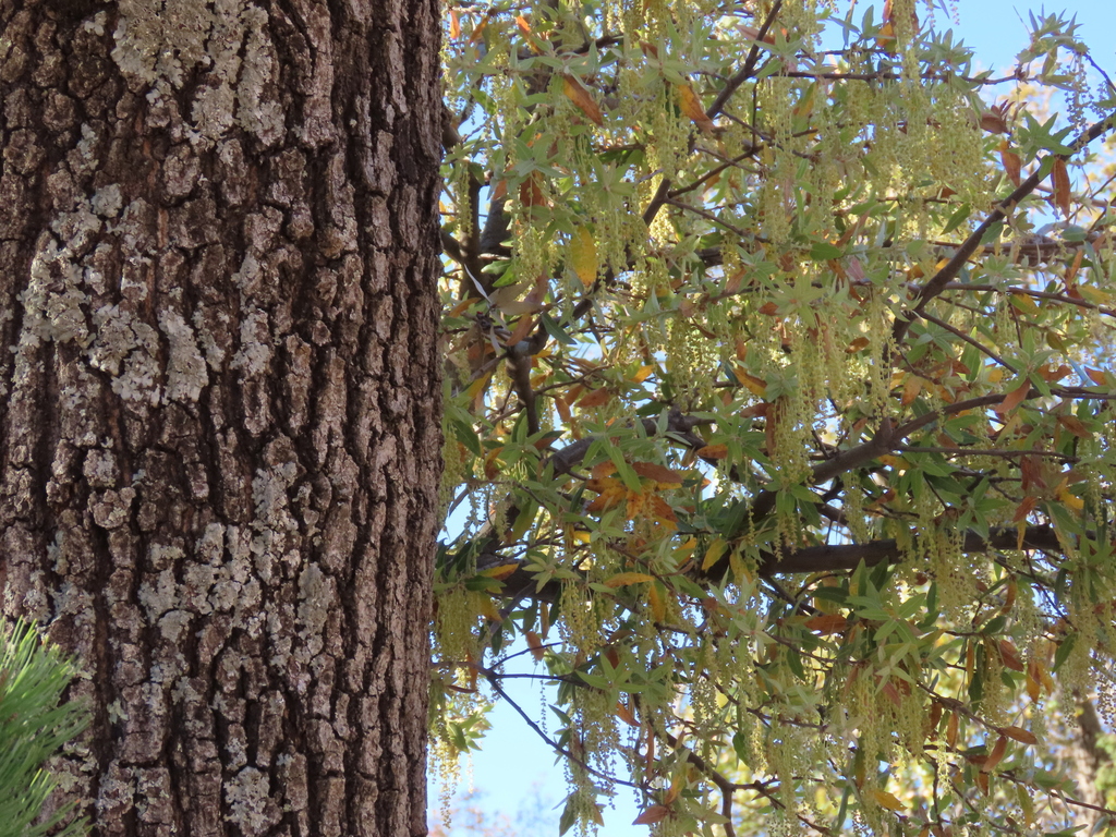 Emory oak from Sierra Vista Southeast, AZ, USA on April 21, 2023 at 06: ...