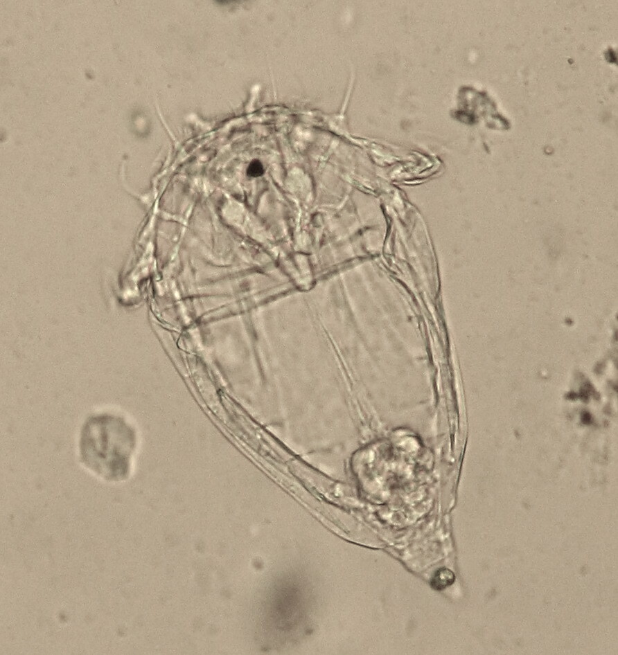 Synchaeta pectinata Ehrenberg, 1832