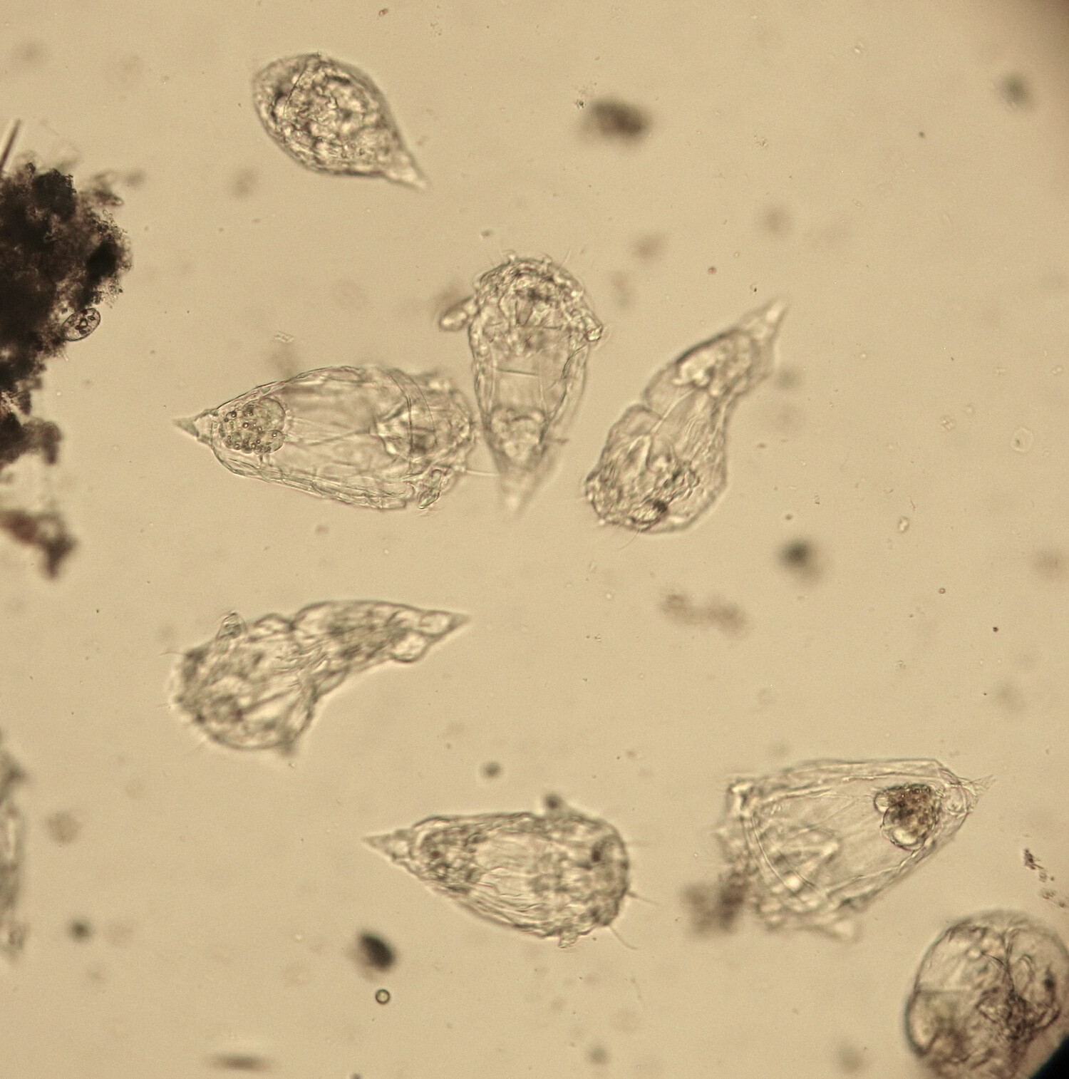 Synchaeta pectinata Ehrenberg, 1832