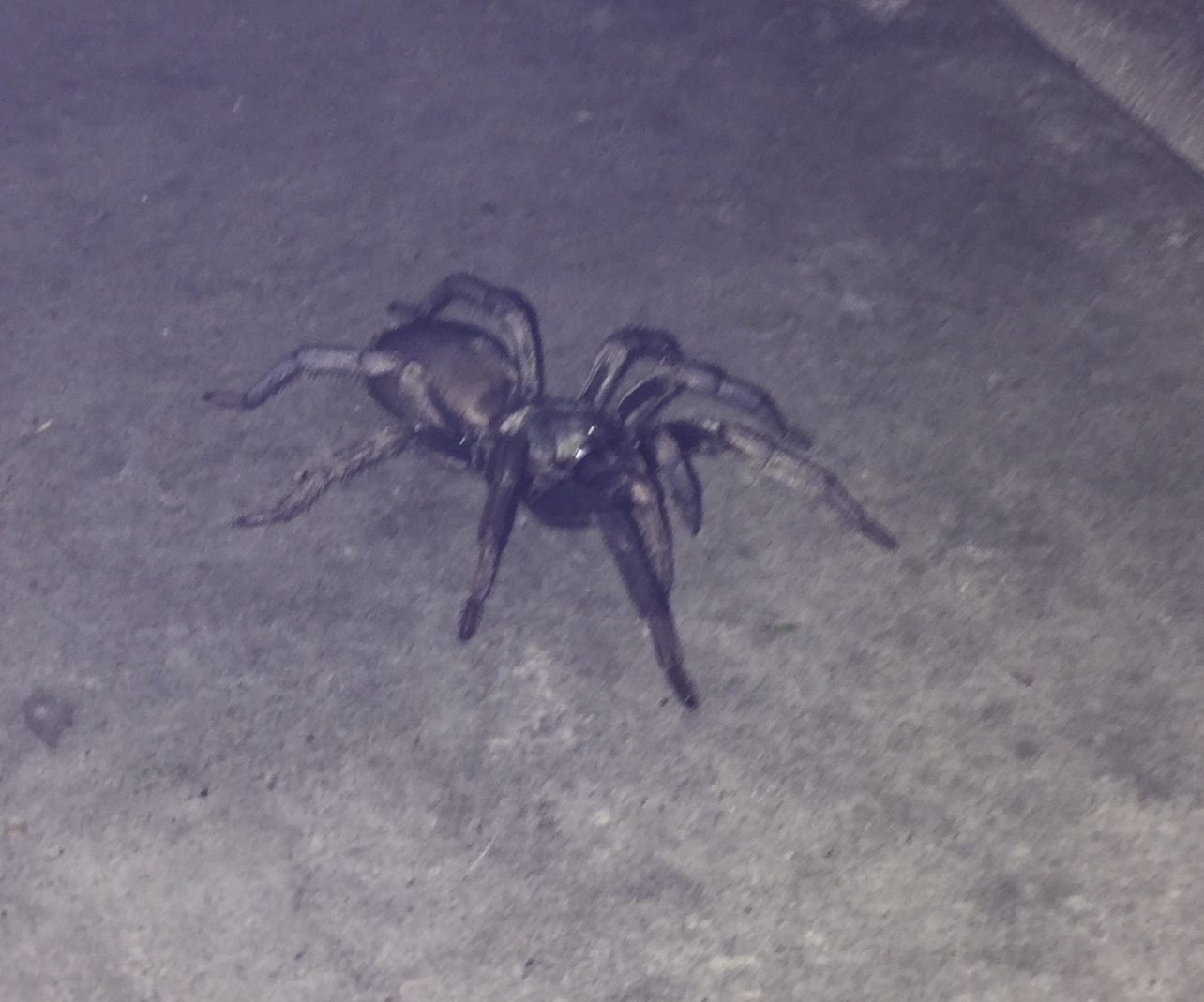 Calisoga longitarsis (Simon, 1891)