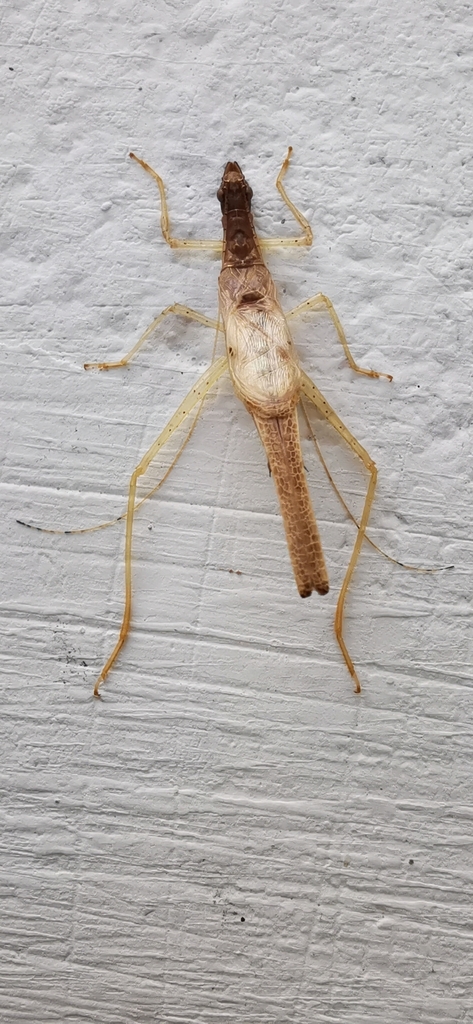 Smooth-legged Tree Crickets from Finca BosqueSol on April 21, 2023 at ...