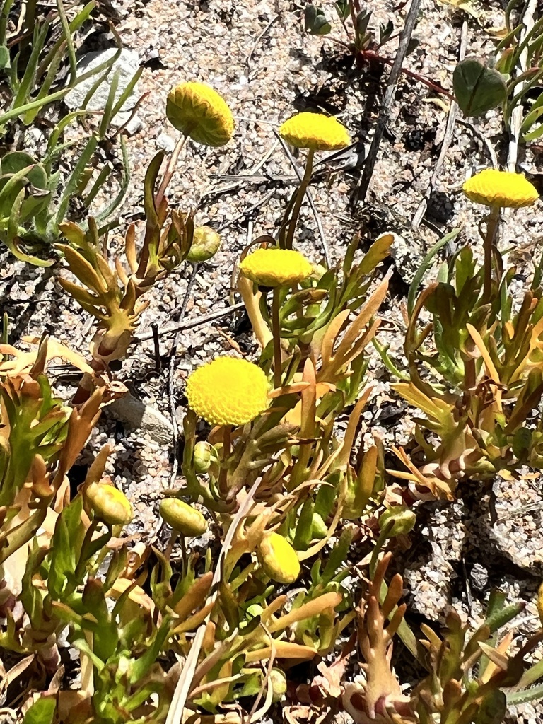 Brass Buttons from Younger Lagoon, Santa Cruz, CA, US on April 21, 2023 ...
