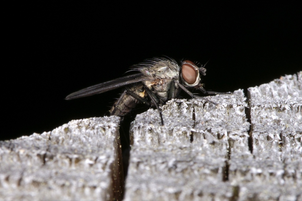 Root-maggot Flies from Dzūkija National Park, Žiogeliai, Alytus Region ...