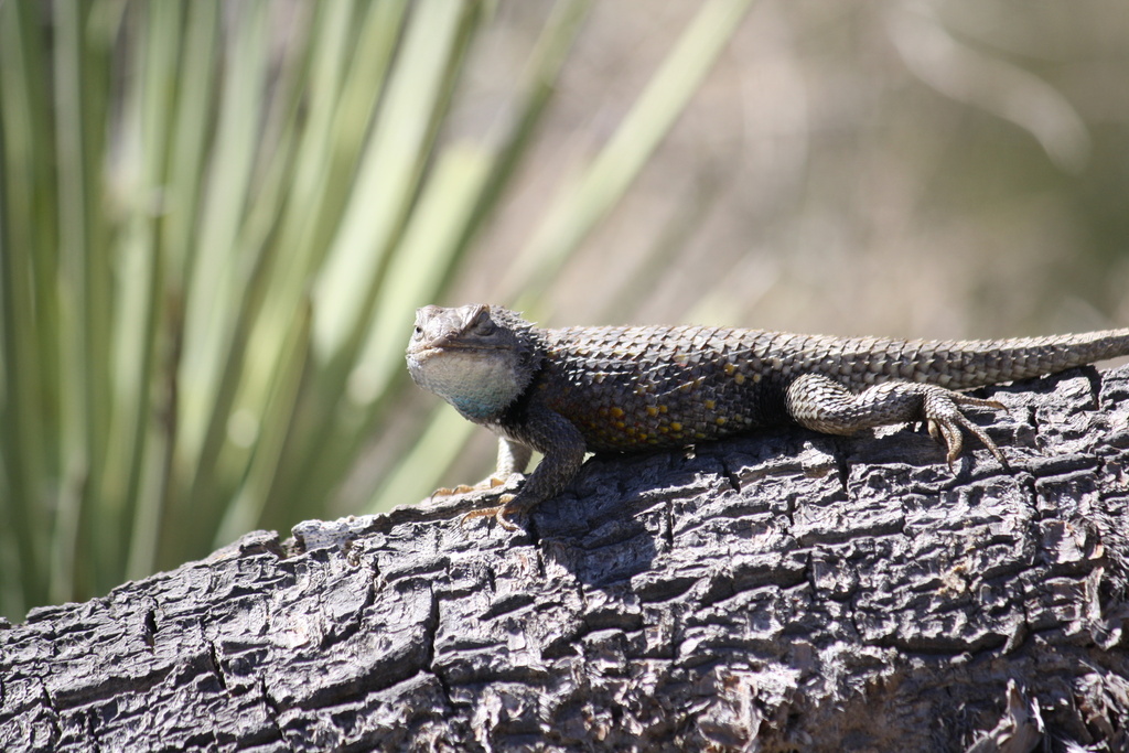 Yellow-backed Spiny Lizard from W Avenue H, Lancaster, CA, US on 21 ...