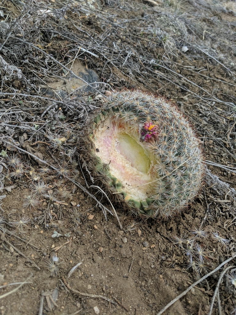Mountain Ball Cactus from Gilpin County, US-CO, US on April 8, 2023 at ...