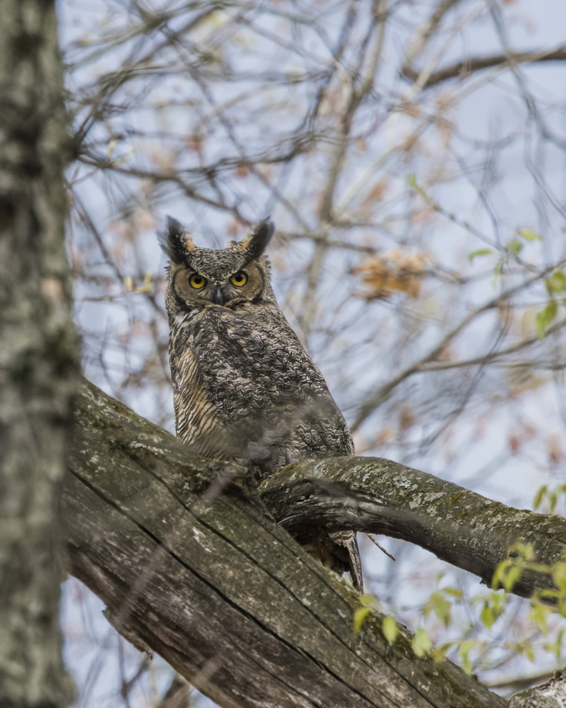 Great Horned Owl from Dupage County, IL, USA on April 20, 2023 at 10:45 ...