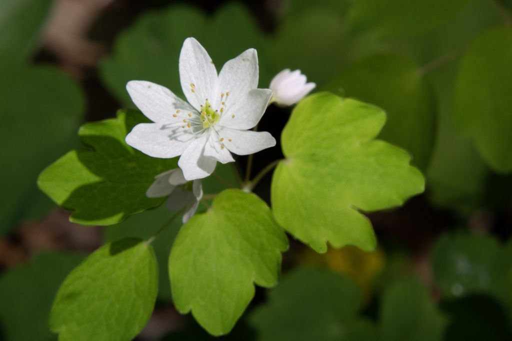 rue anemone from Dawson County, GA, USA on April 18, 2023 at 12:43 PM ...