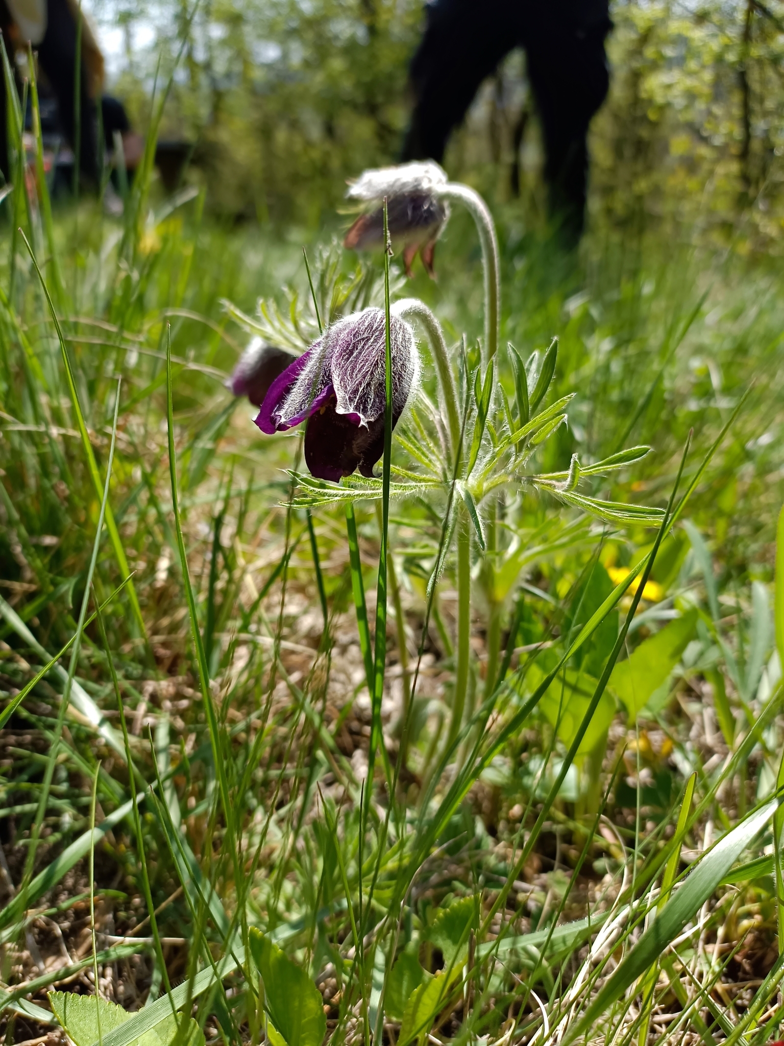 Pulsatilla pratensis subsp. nigricans (Störck) Zämelis