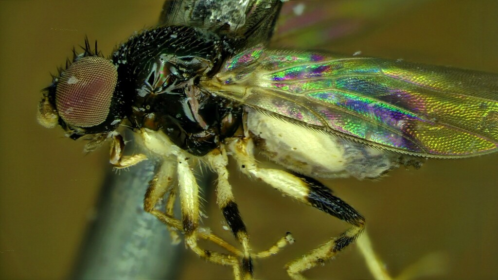 Gaurax maculipes from University Place, Houston, TX, USA on March 27 ...