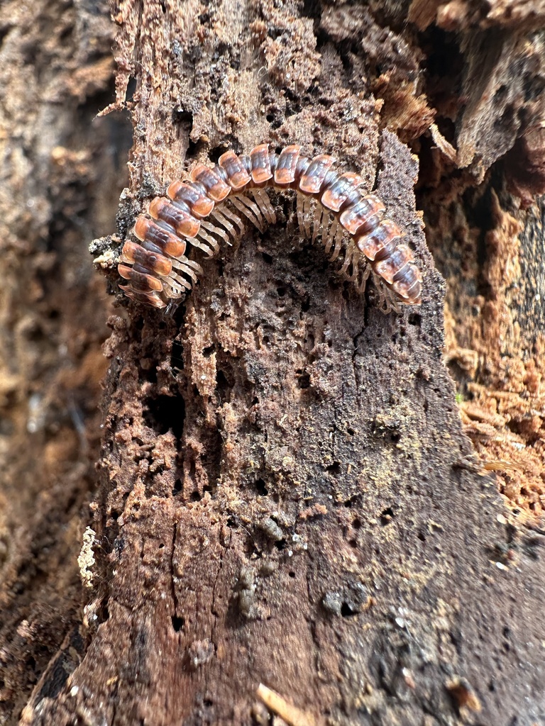 Canadian Flat-back Millipede from Ardagh Bluffs, Barrie, ON, CA on ...