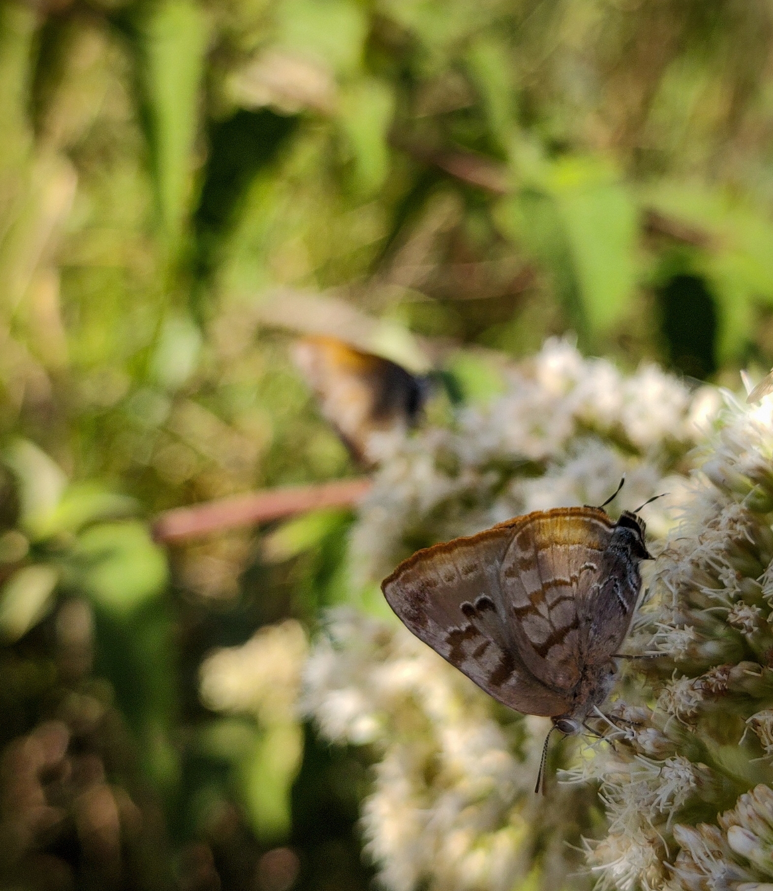 Rekoa palegon (Cramer, 1780)