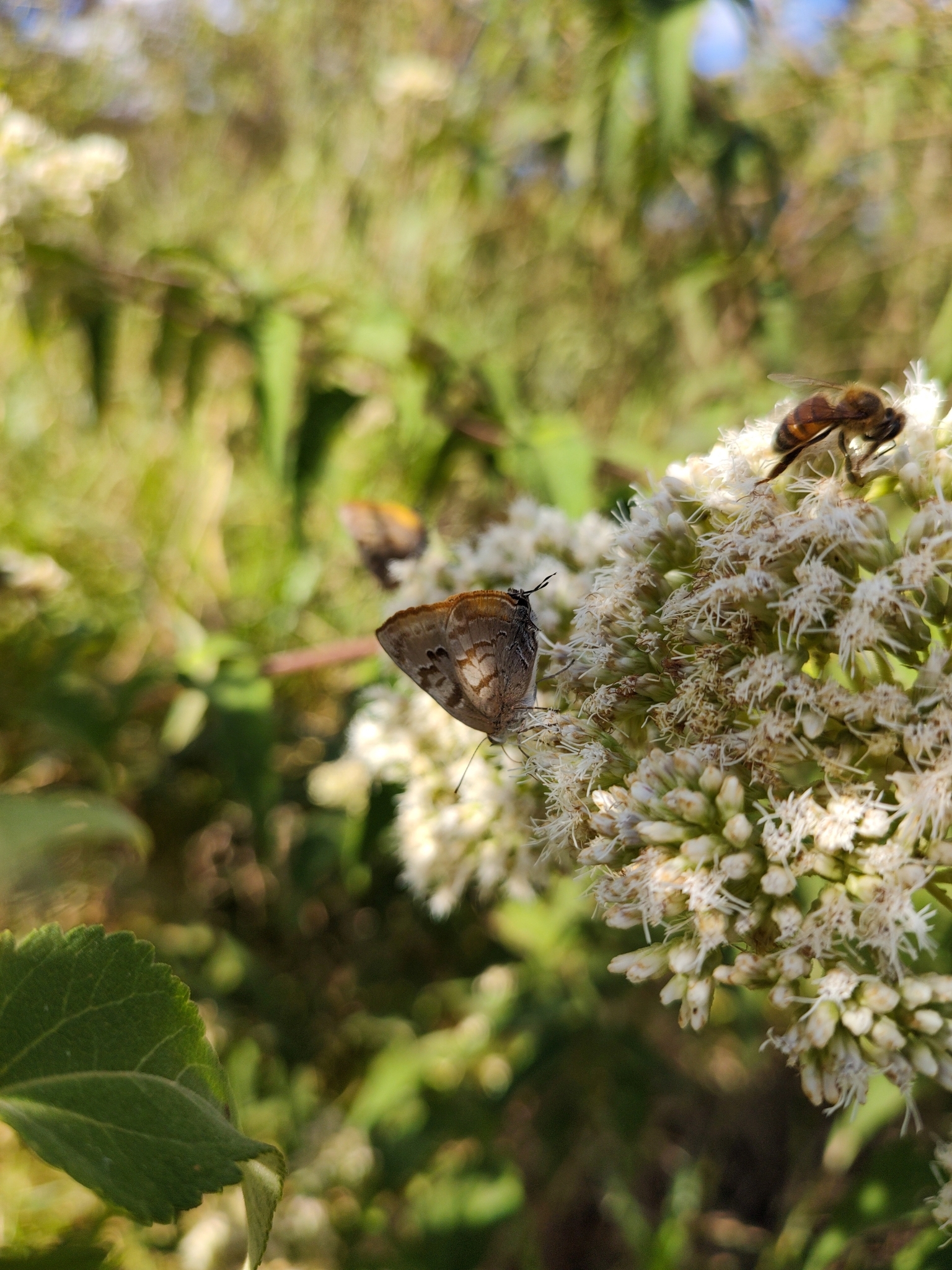 Rekoa palegon (Cramer, 1780)