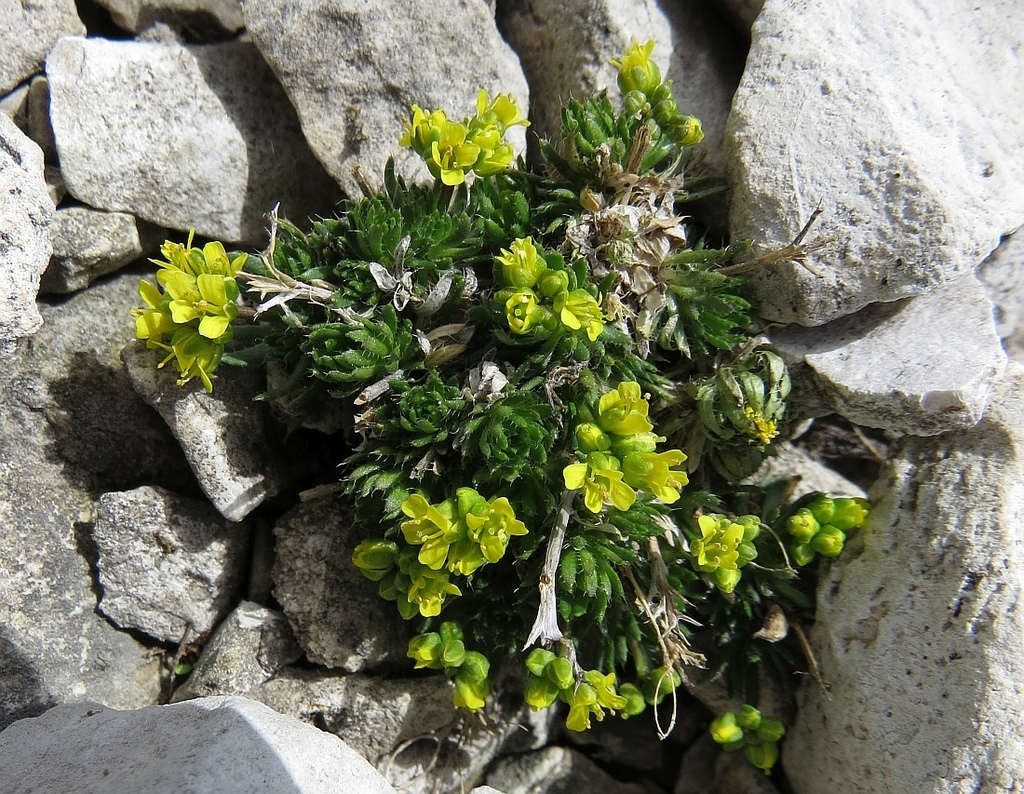 Draba hoppeana from Trentino, Italija on August 07, 2013 at 01:27 PM by ...