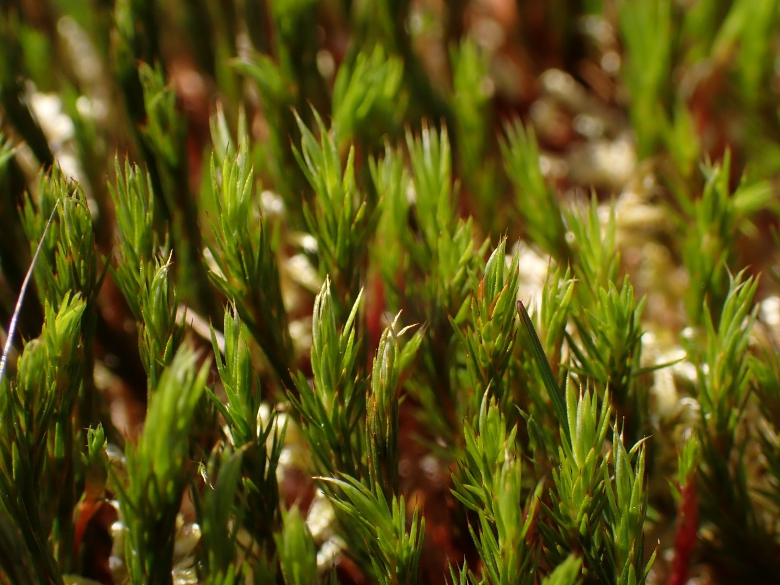 Polytrichum strictum Menzies ex Bridel, 1801