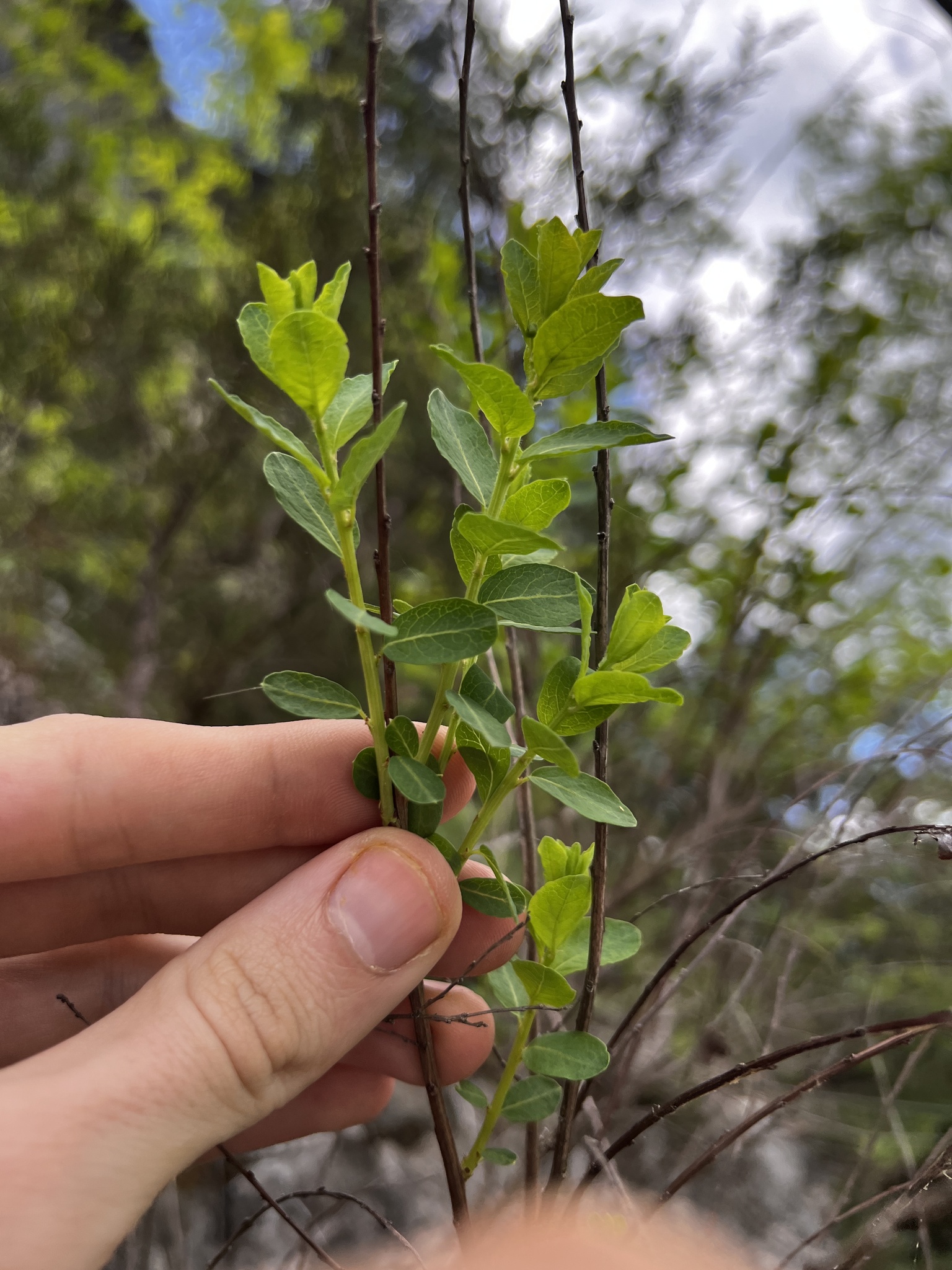 Phyllanthopsis phyllanthoides (Nutt.) Voronts. & Petra Hoffm.