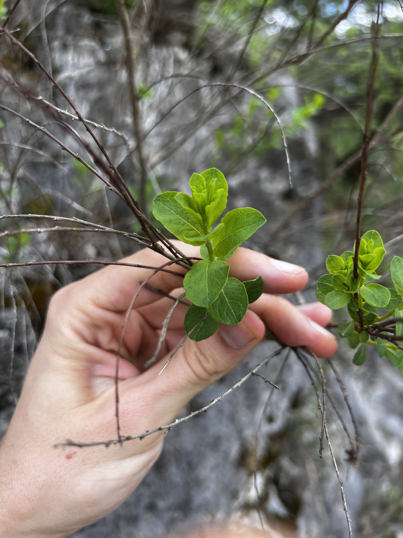 Phyllanthopsis phyllanthoides (Nutt.) Voronts. & Petra Hoffm.