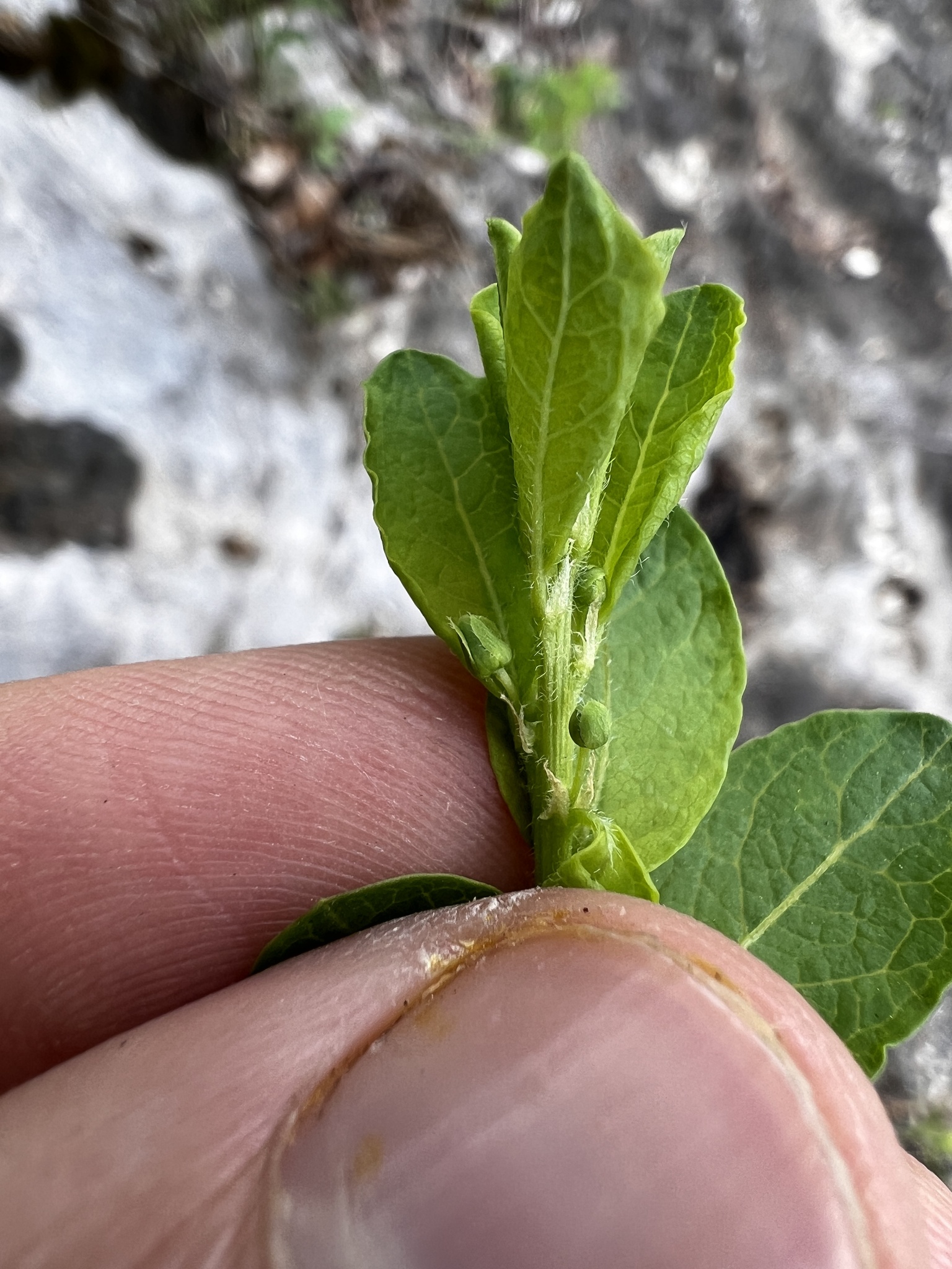 Phyllanthopsis phyllanthoides (Nutt.) Voronts. & Petra Hoffm.