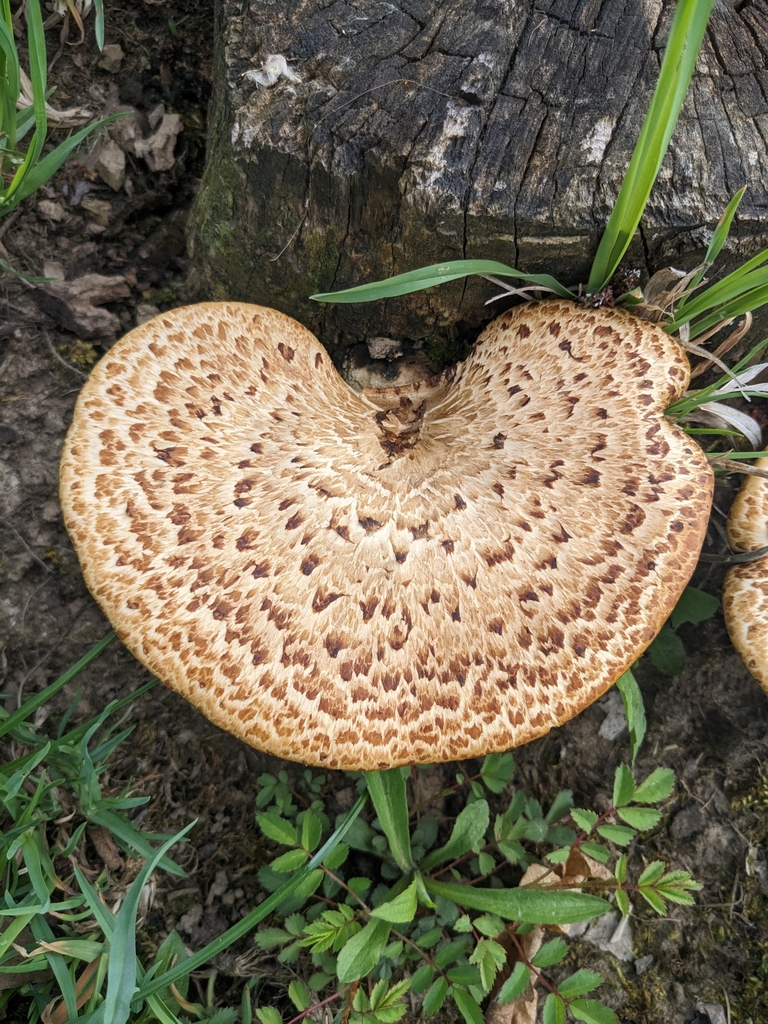 Dryad's Saddle from Wadsworth, OH 44281, USA on April 21, 2023 at 04:07 ...