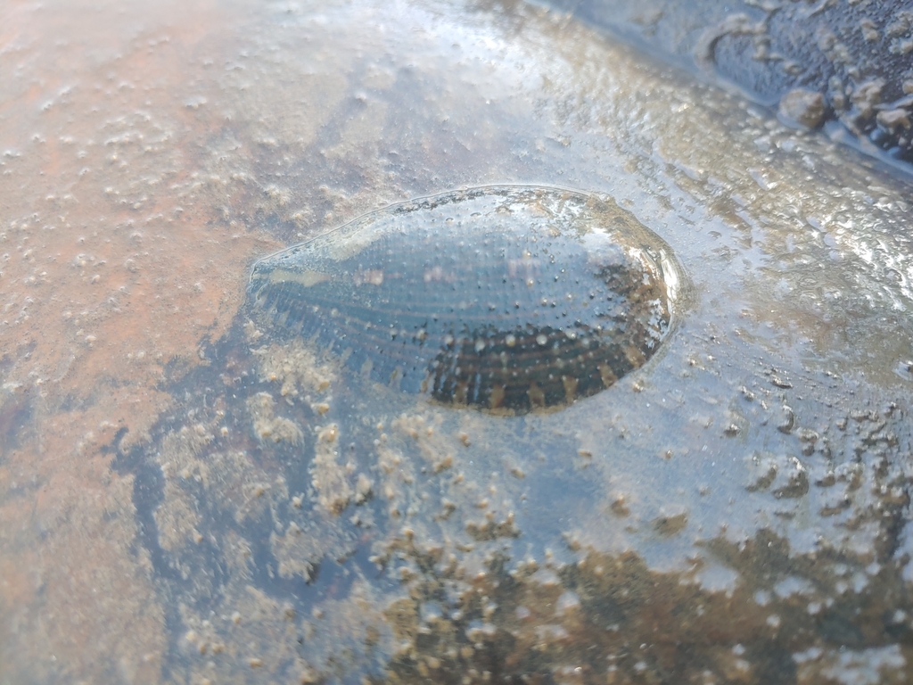Smooth Turtle Leech from Northeast Washington, Washington, DC, USA on ...
