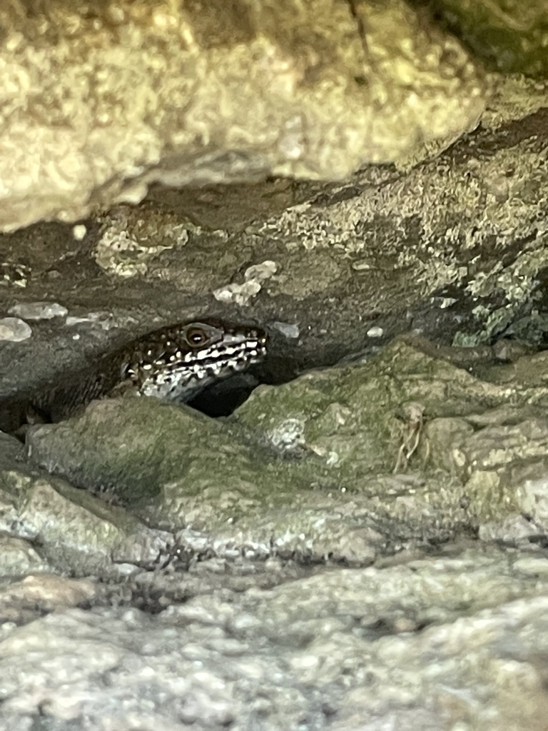 Eastern Crevice Skink from Main Range National Park, 144136021839185191 ...