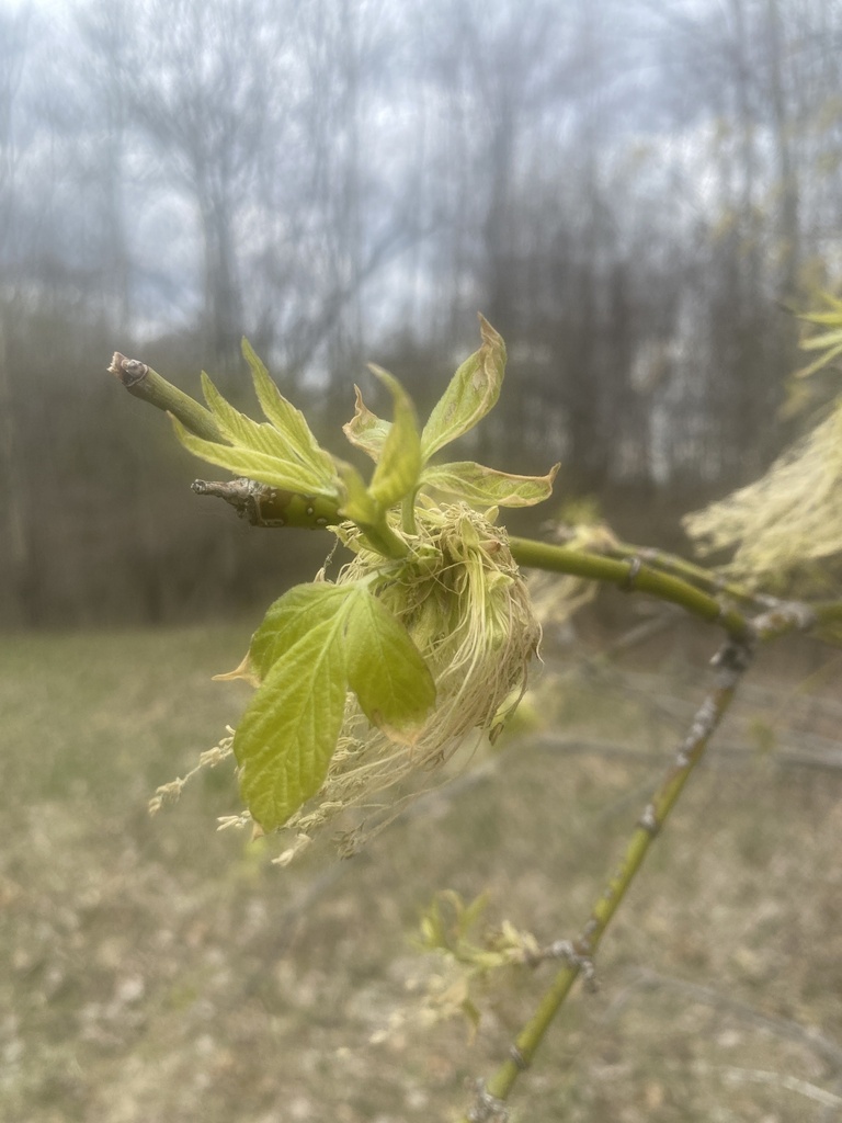 box elder in April 2023 by Mark · iNaturalist