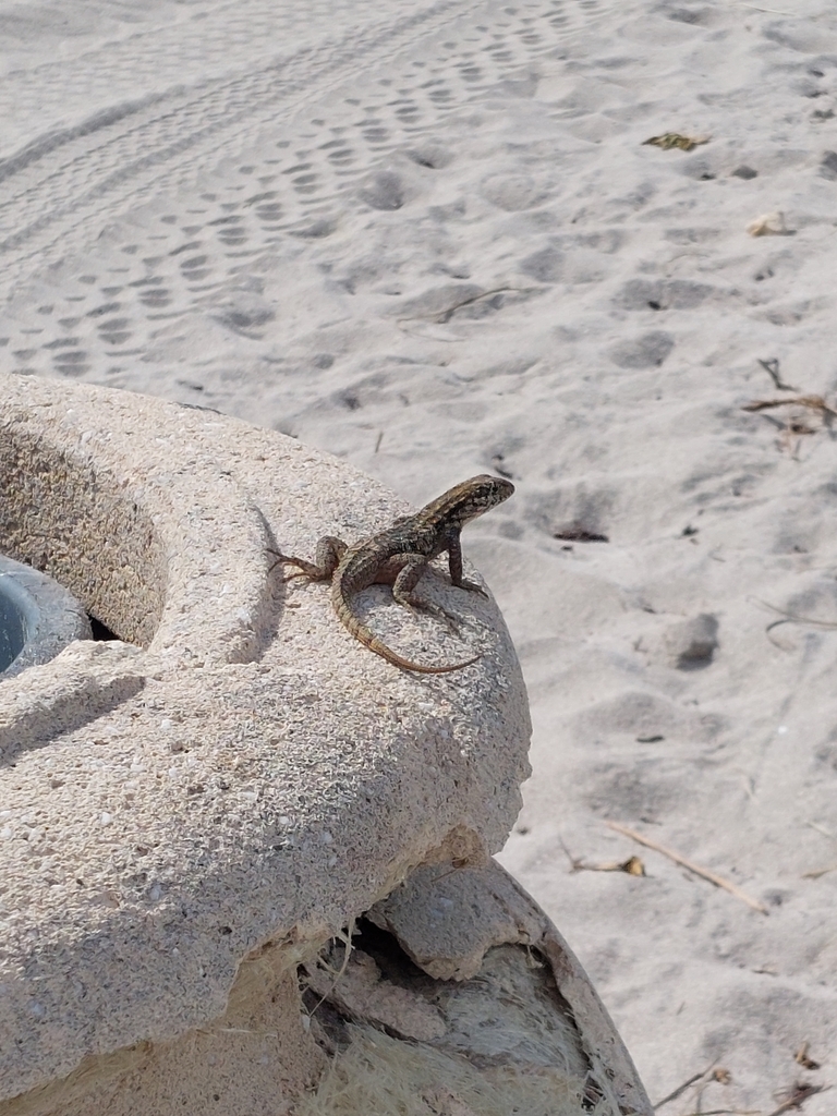 Northern Curly-tailed Lizard from Hollywood North Beach Park on April ...