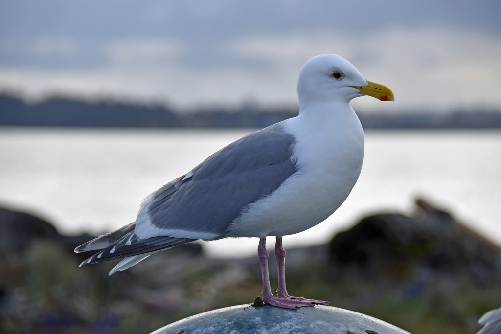 Olympic Gull from Esquimalt Lagoon, Colwood, BC, Canada on April 13 ...