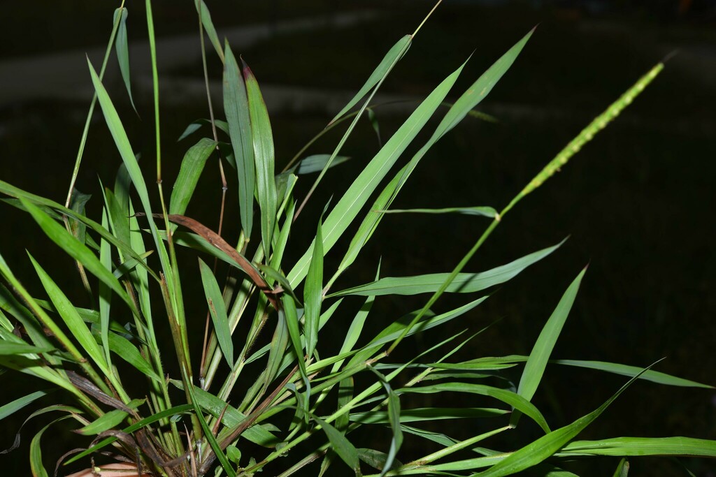 Ischaemum rugosum from Cayenne 97300, Guyane française on April 11 ...