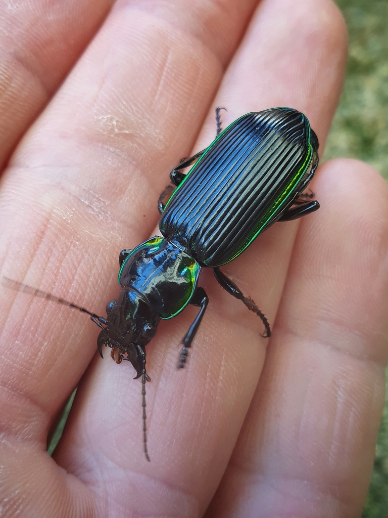 Catadromus from Rural City of Wangaratta VIC, Australia on April 21 ...