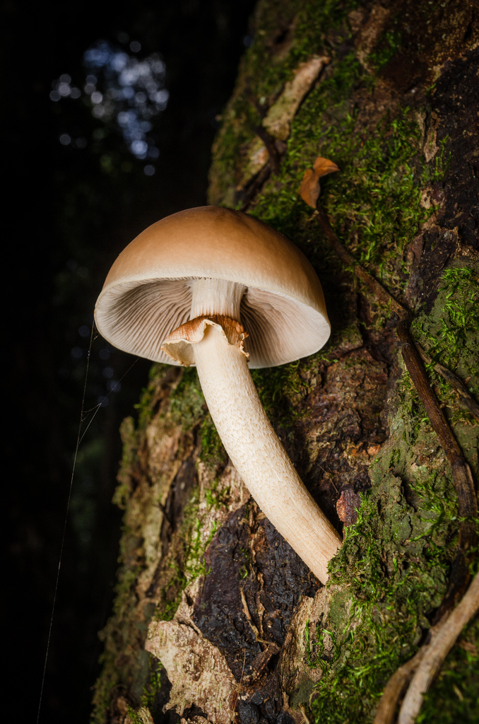 Cyclocybe from Valdivia, Los Ríos, Chile on April 13, 2023 at 03:16 PM ...