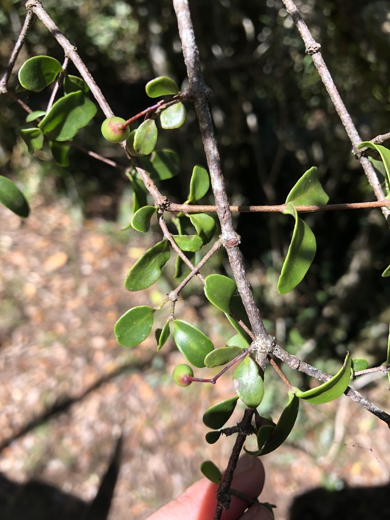 Something from Main Range National Park, Clumber, QLD, AU on April 08 ...
