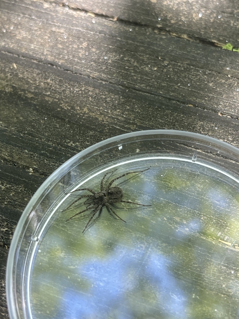 Wolf Spiders and Allies from Downtown, Columbia, SC, US on March 30 ...