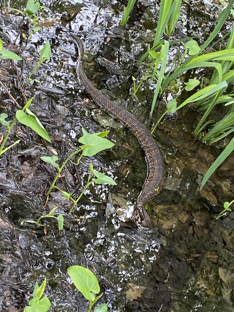 Northern Cottonmouth from Vienna, IL, US on April 21, 2023 at 11:46 AM ...