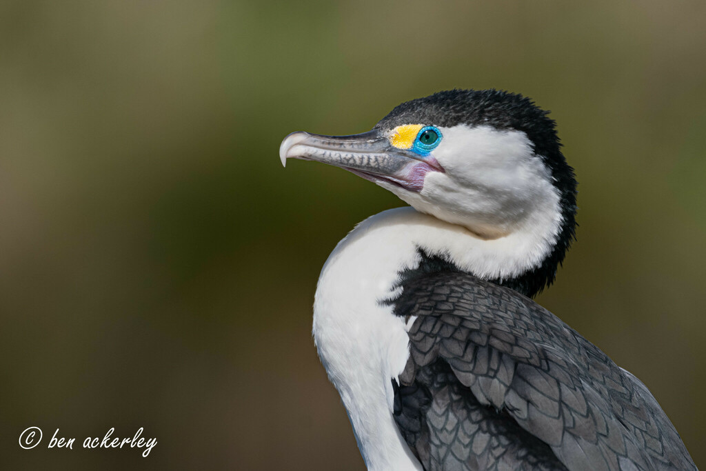 New Zealand Pied Shag from Waikuku Beach, New Zealand on March 26, 2023 ...