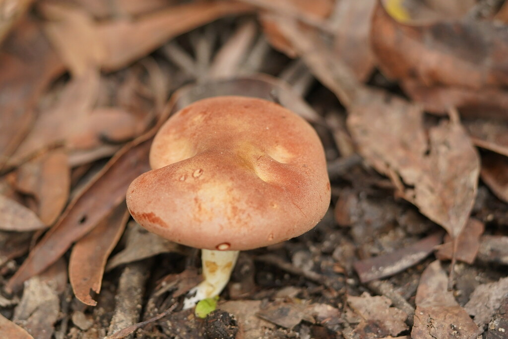 Phylloporus from Gembrook VIC 3783, Australia on April 21, 2023 at 02: ...
