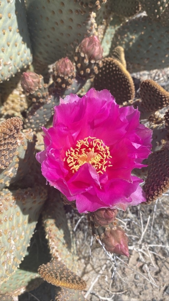 beavertail cactus from Amargosa Valley, Amargosa Valley, NV, US on ...