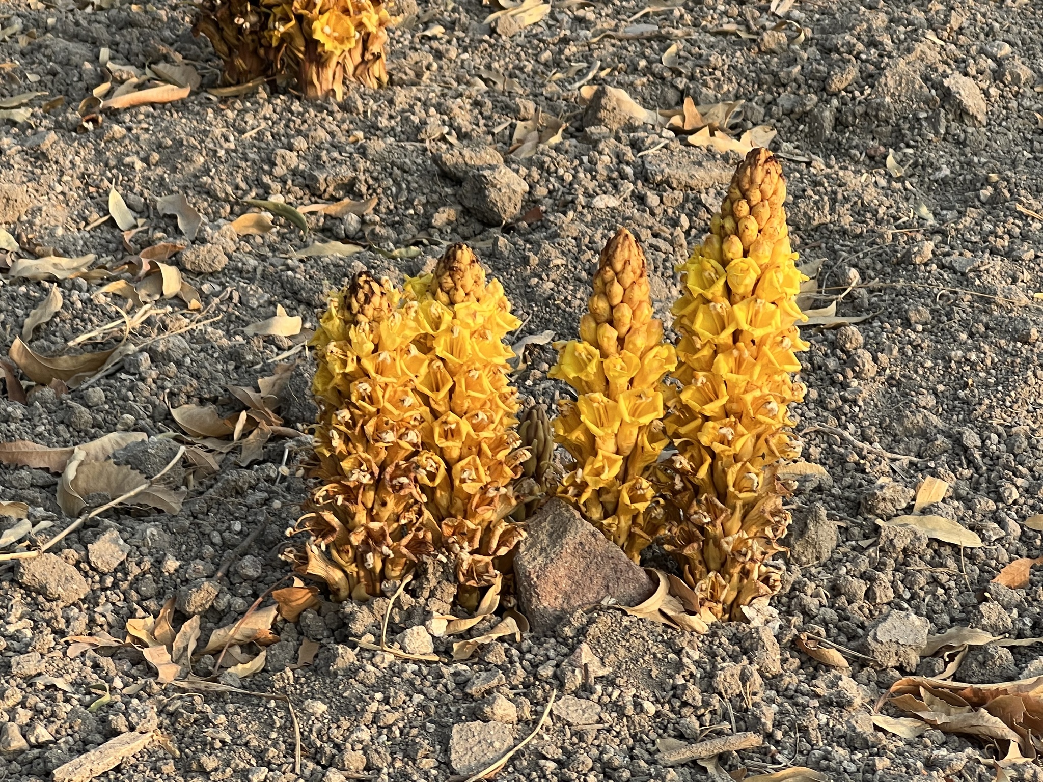 Cistanche tubulosa (Schenk) Wight
