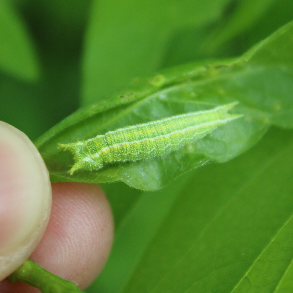 Hackberry Emperor from Conway, AR, USA on April 21, 2023 at 03:34 PM by ...