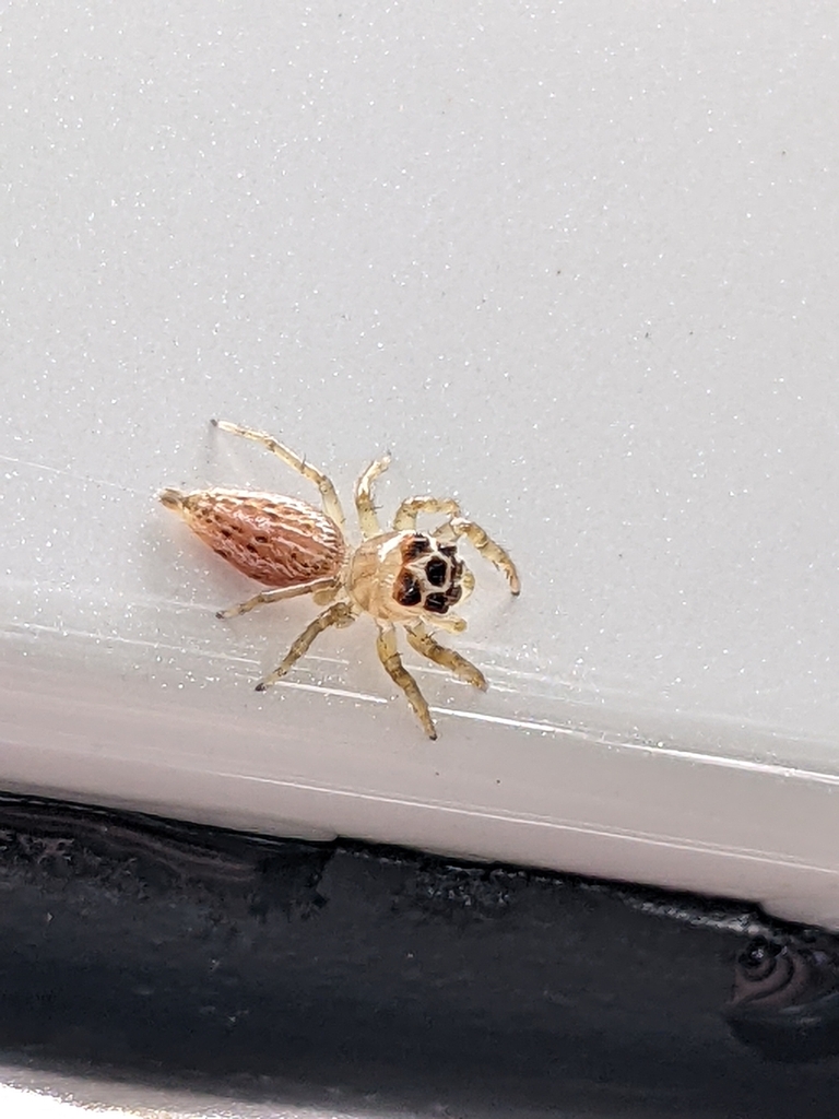 Sylvan Jumping Spider from Kinsey, AL 36303, USA on August 12, 2022 at ...