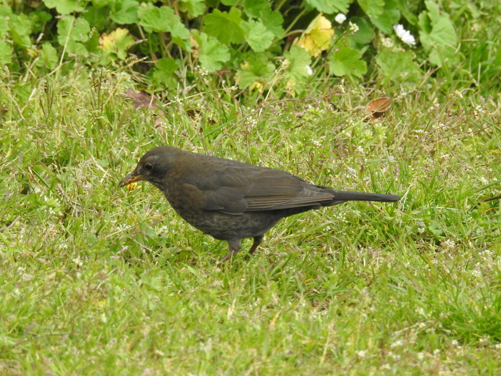 Western European Blackbird from 78130 Les Mureaux, France on April 11 ...