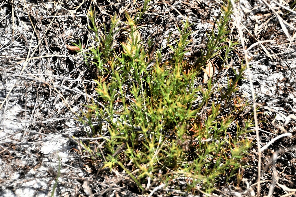 Rust Weed from Polk County, FL, USA on April 21, 2023 at 01:43 PM by ...