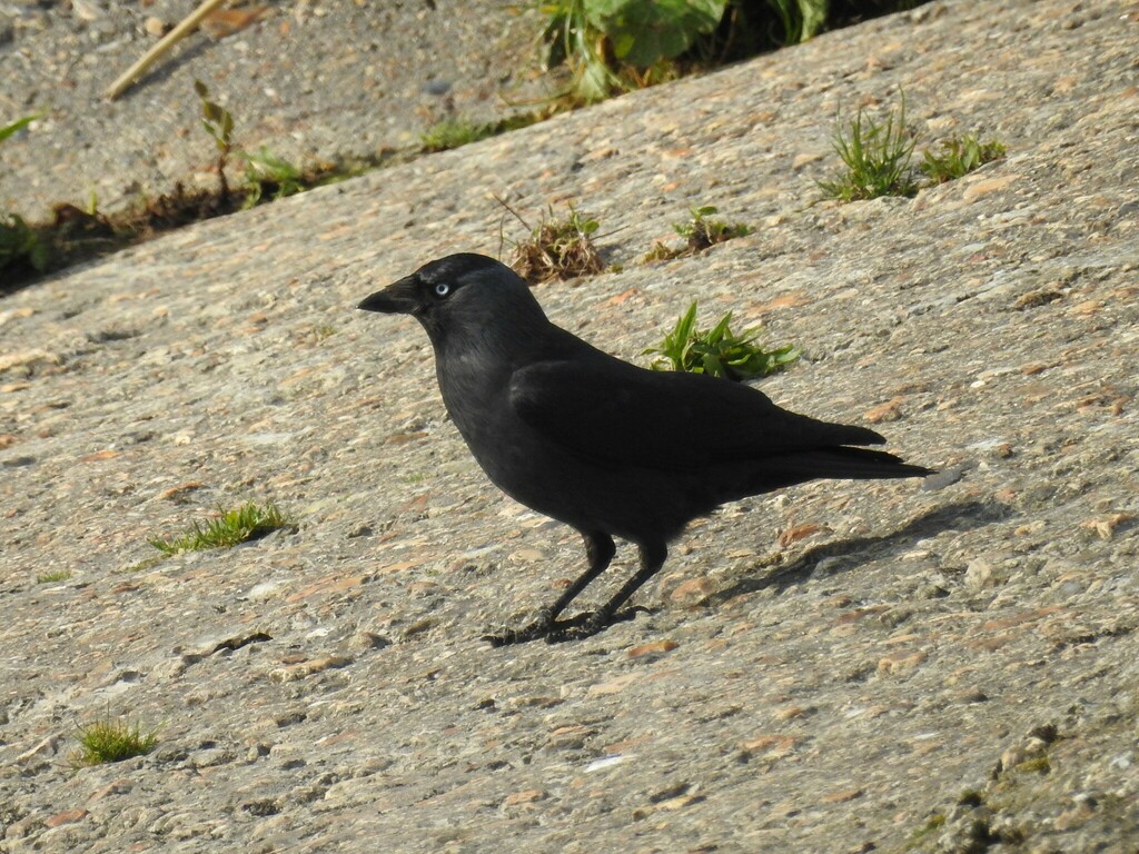 Eurasian Jackdaw from Guerville, France on April 09, 2023 at 11:57 AM ...