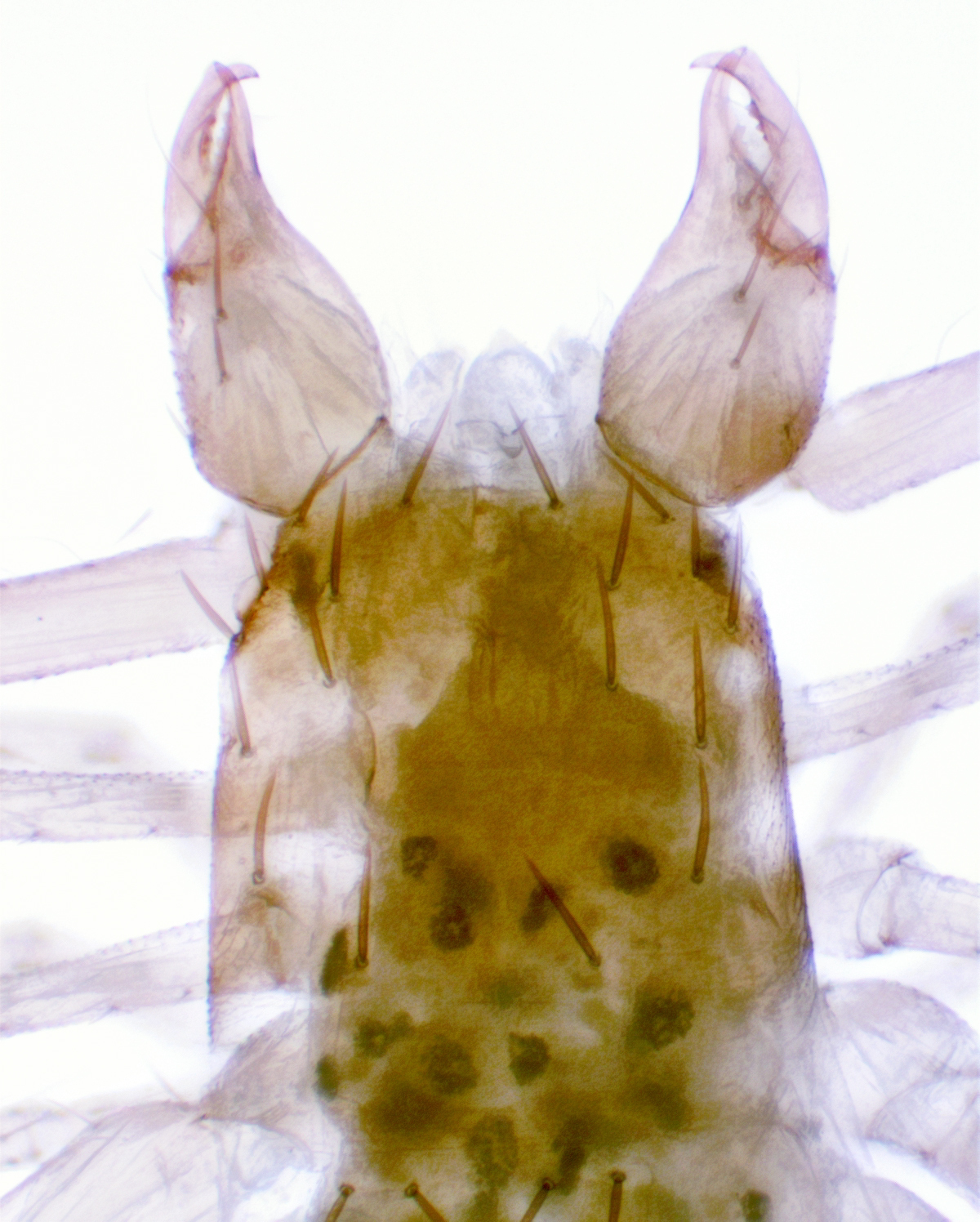 Chthoniidae