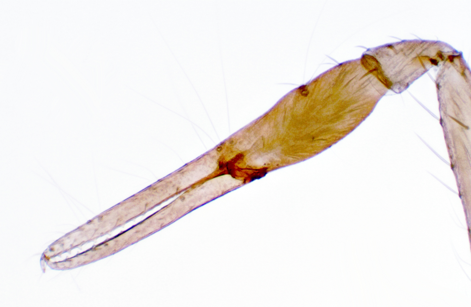 Chthoniidae