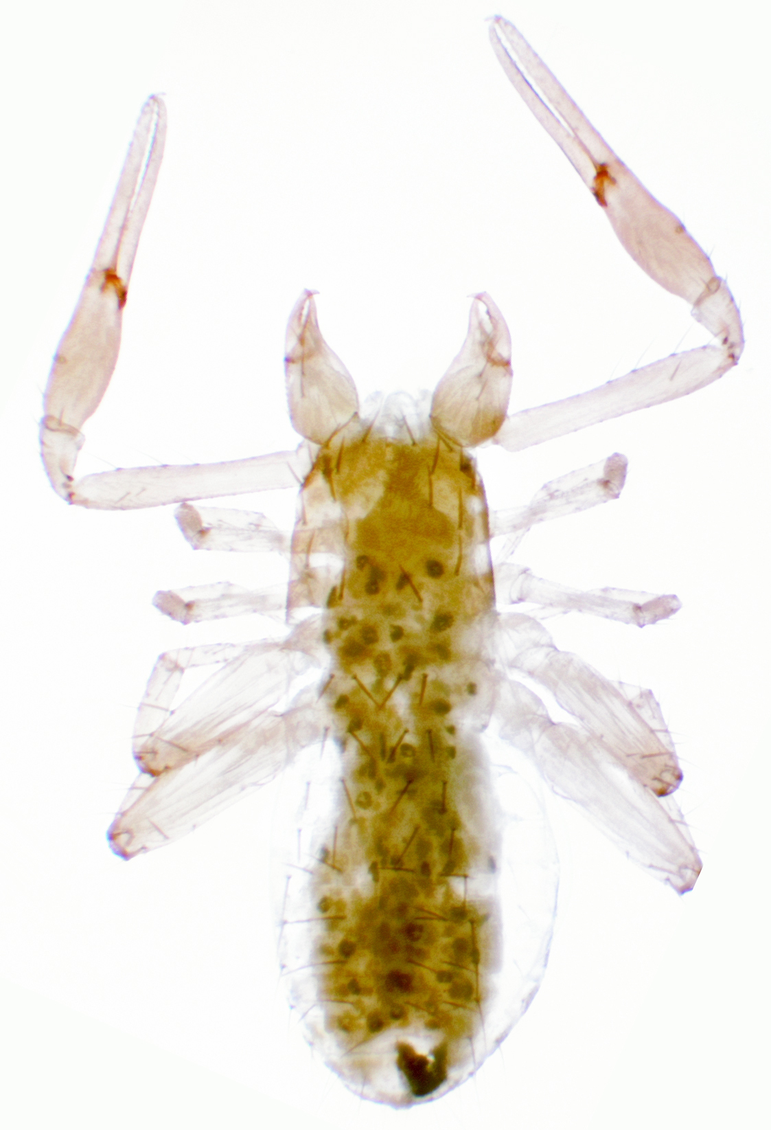 Chthoniidae